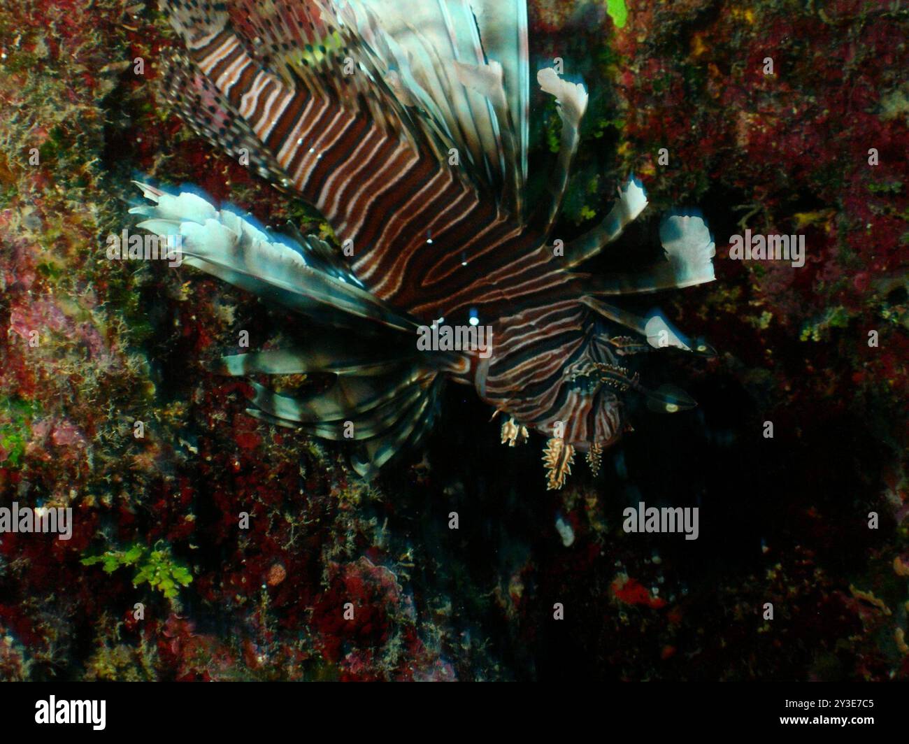 Common Lionfish (Pterois volitans) Actinopterygii Stock Photo - Alamy
