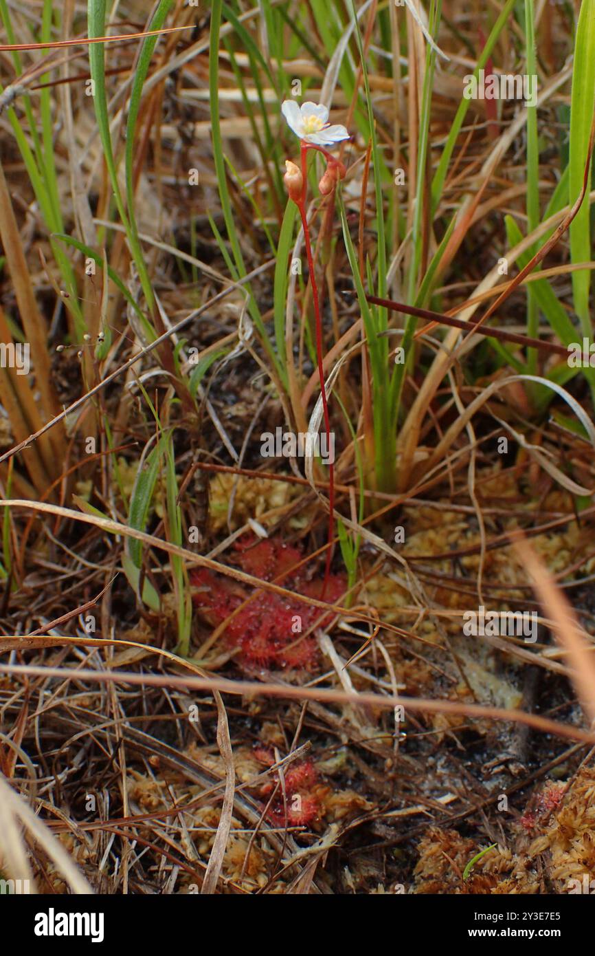 Pink Sundew (Drosera capillaris) Plantae Stock Photo - Alamy