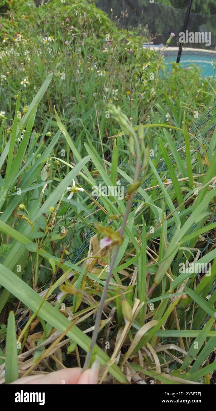Chinese Crown Orchid (Eulophia graminea) Plantae Stock Photo - Alamy