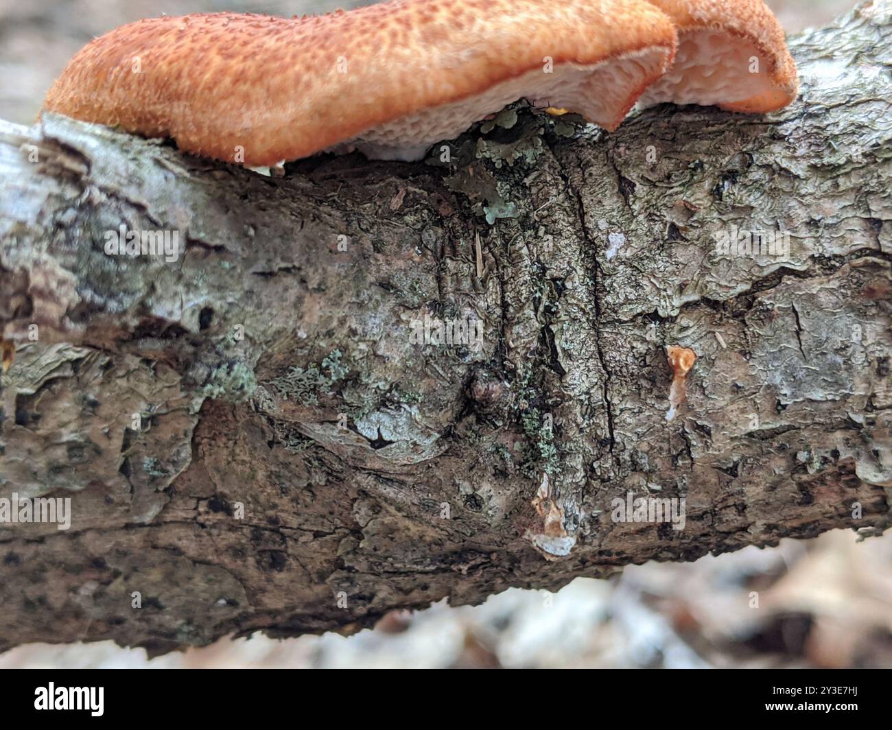 hexagonal-pored polypore (Neofavolus alveolaris) Fungi Stock Photo - Alamy