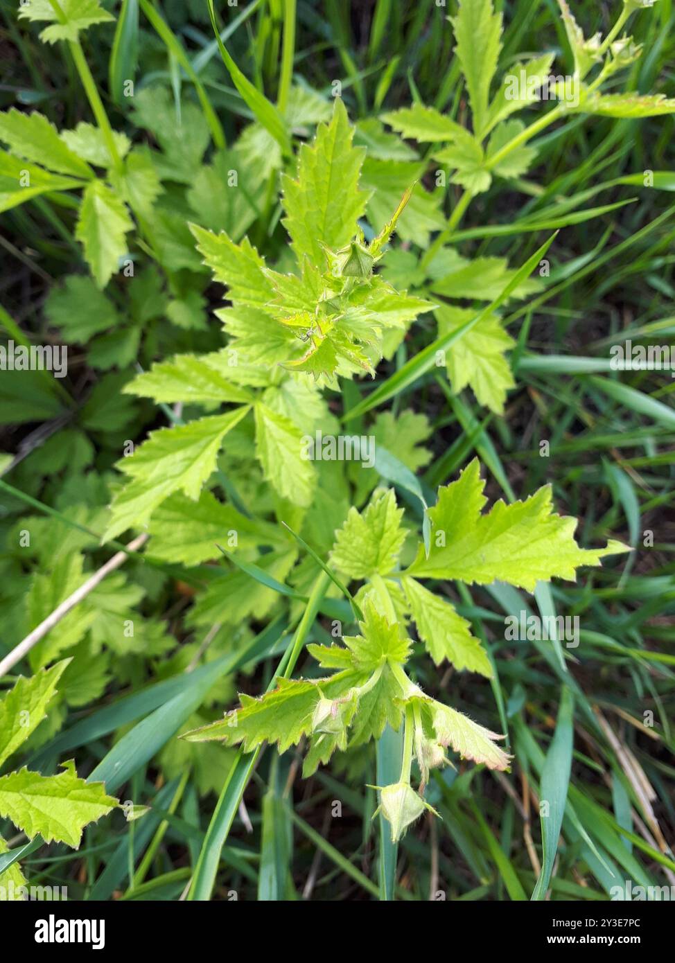 Yellow Avens (Geum aleppicum) Plantae Stock Photo - Alamy