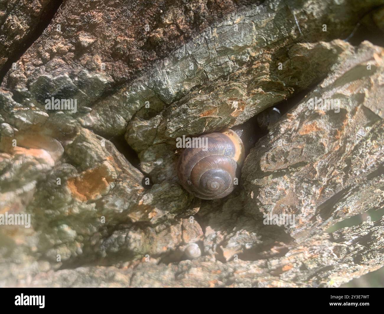 White-lip Globe Snail (Mesodon thyroidus) Mollusca Stock Photo - Alamy