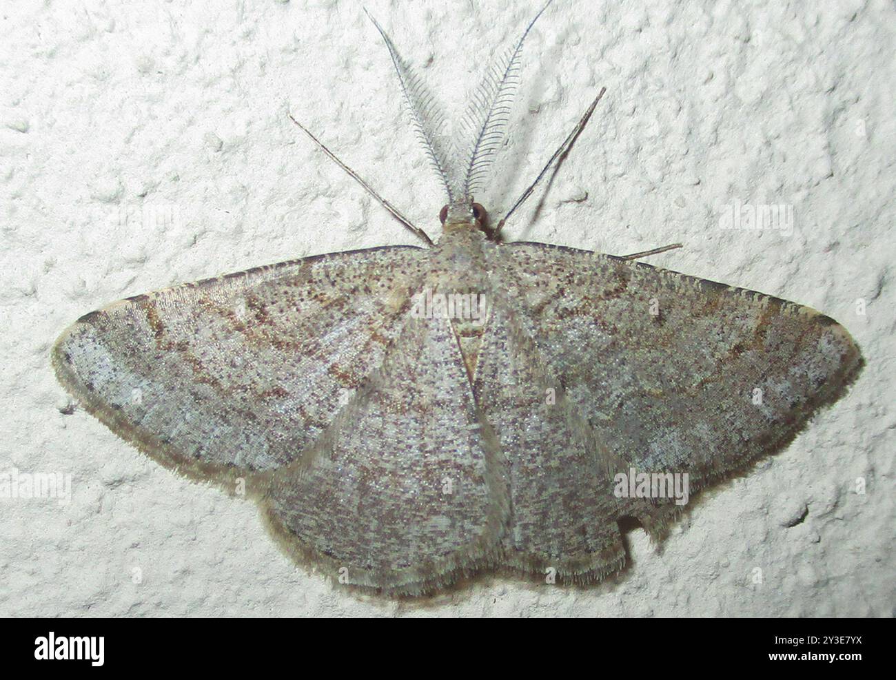 Geometer Moths (Geometridae) Insecta Stock Photo - Alamy