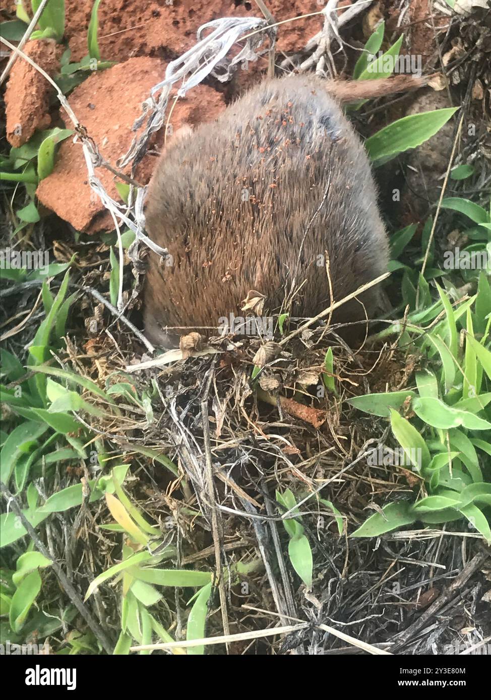 Eastern Mole (Scalopus aquaticus) Mammalia Stock Photo - Alamy