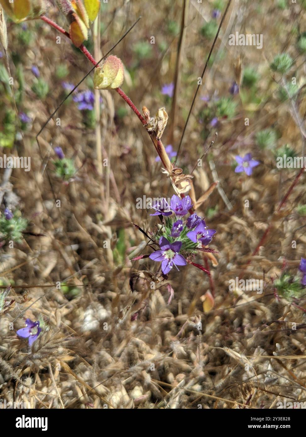 mitrefruit pincushionplant (Navarretia mitracarpa) Plantae Stock Photo ...