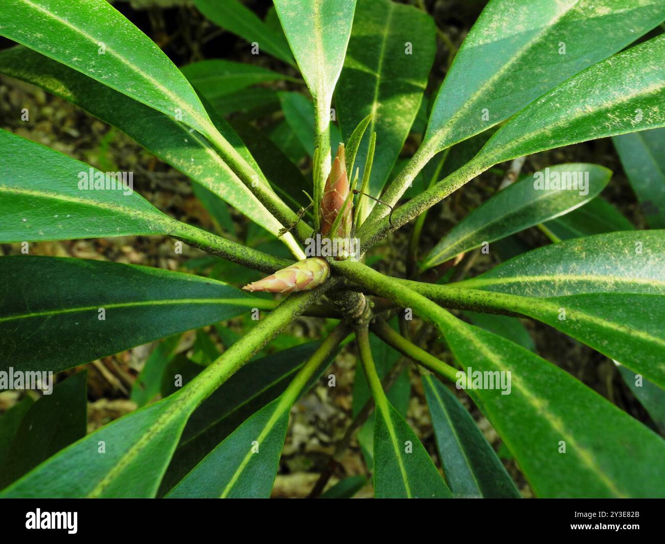 great rhododendron (Rhododendron maximum) Plantae Stock Photo - Alamy