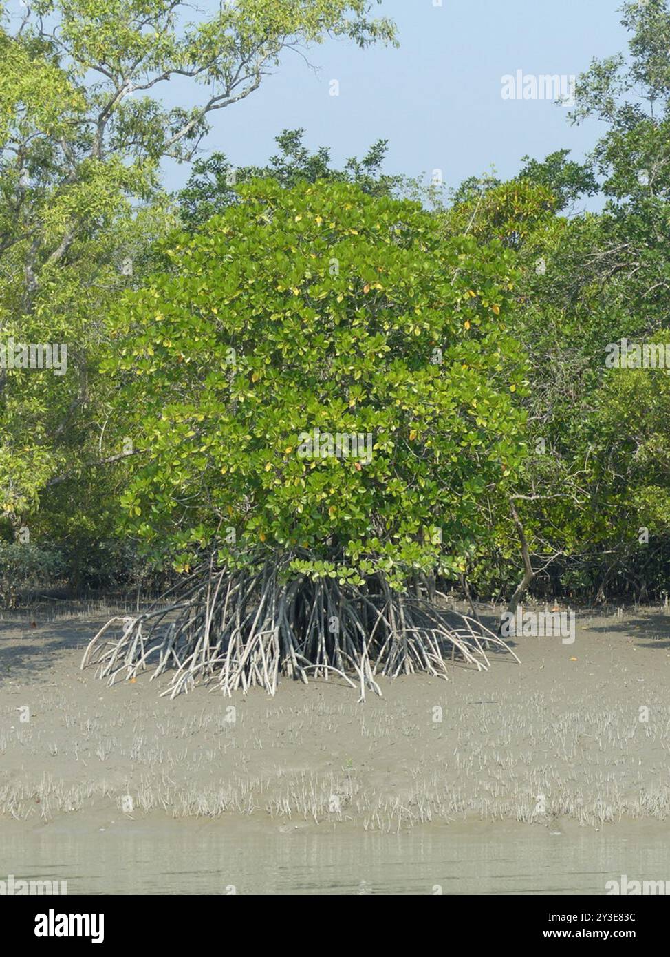 mangroves (Rhizophoraceae) Plantae Stock Photo - Alamy