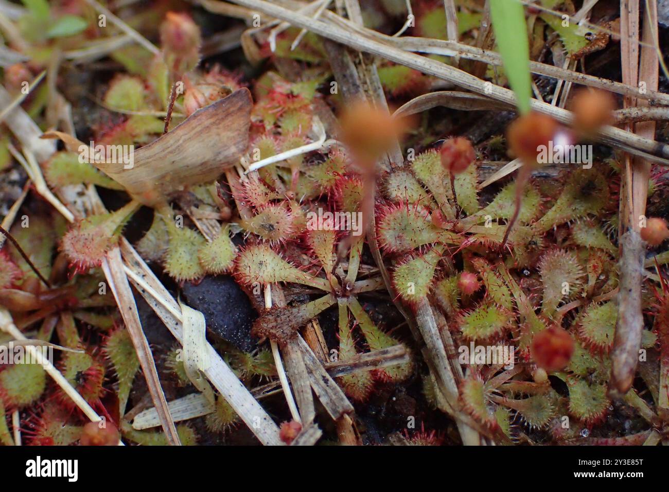 dwarf sundew (Drosera brevifolia) Plantae Stock Photo - Alamy