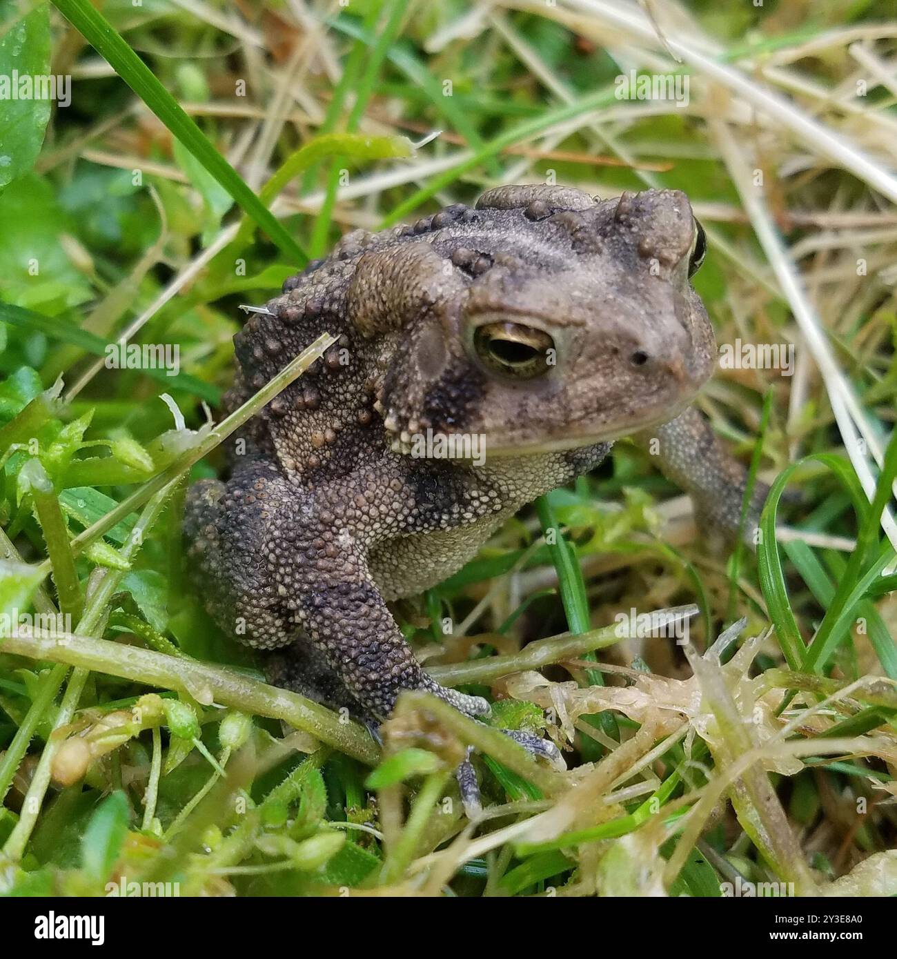 American Toad (Anaxyrus americanus) Amphibia Stock Photo - Alamy