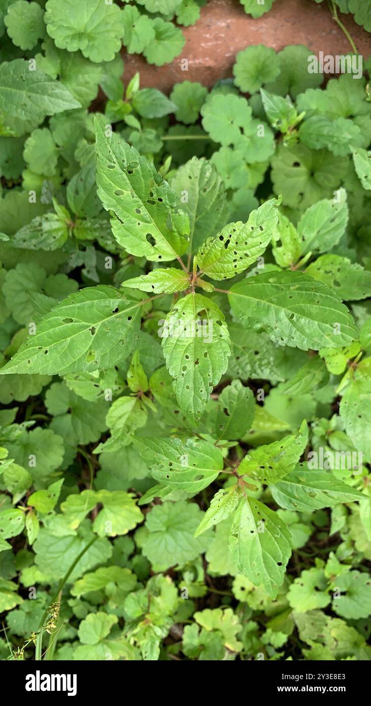 common copperleaf (Acalypha rhomboidea) Plantae Stock Photo - Alamy