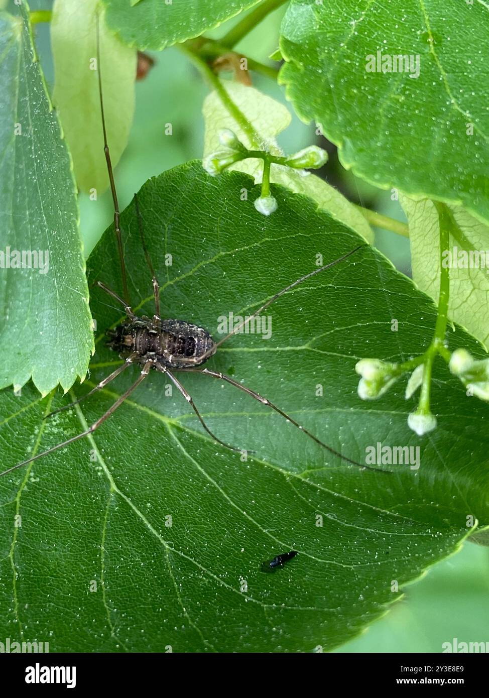 (Platybunus pinetorum) Arachnida Stock Photo - Alamy