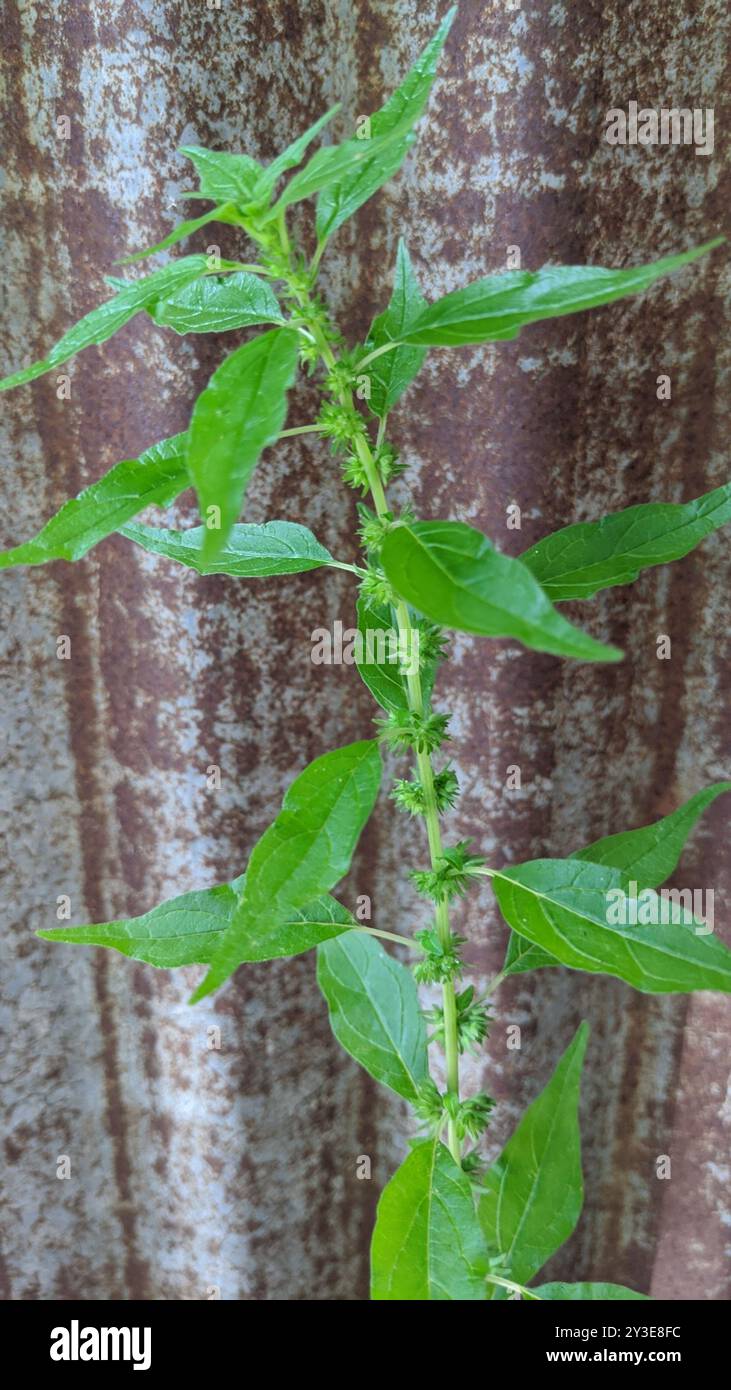 Pennsylvania pellitory (Parietaria pensylvanica) Plantae Stock Photo ...