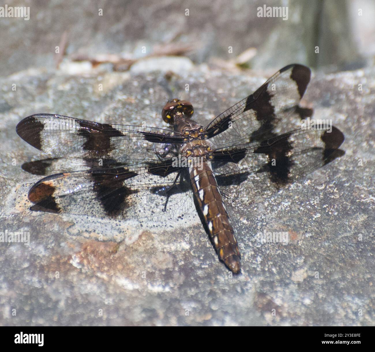 Common Whitetail (Plathemis lydia) Insecta Stock Photo - Alamy