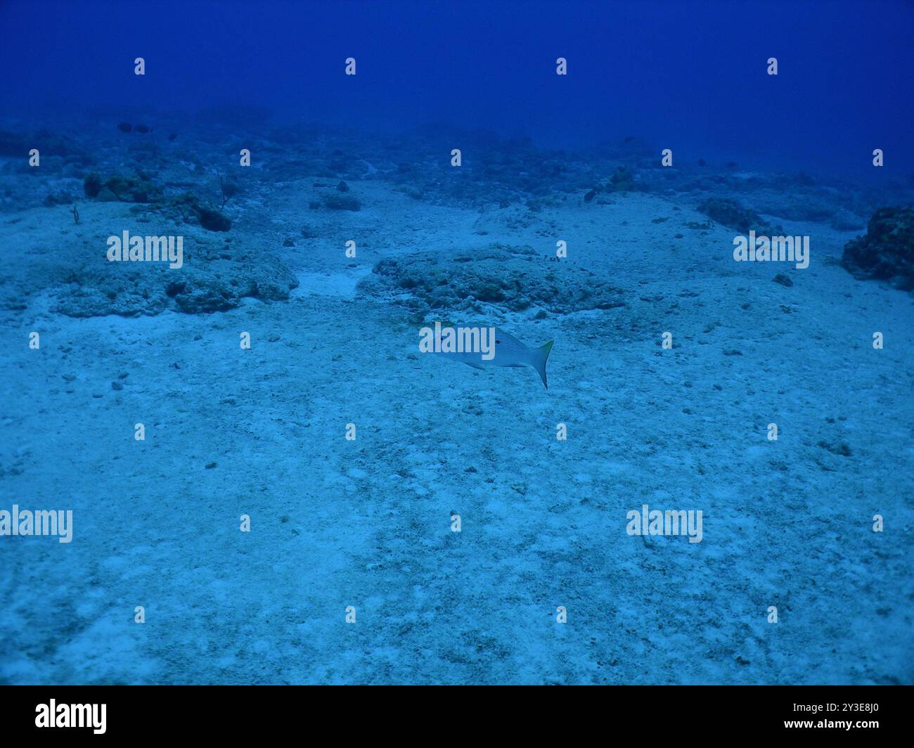 Mutton Snapper (Lutjanus analis) Actinopterygii Stock Photo - Alamy