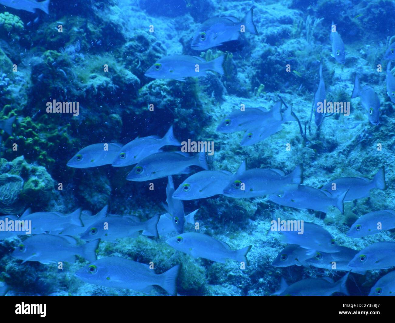 Mahogany Snapper (Lutjanus mahogoni) Actinopterygii Stock Photo - Alamy