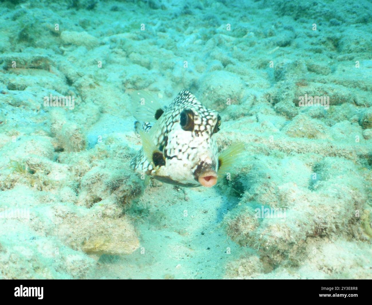 Smooth Trunkfish (Lactophrys triqueter) Actinopterygii Stock Photo - Alamy
