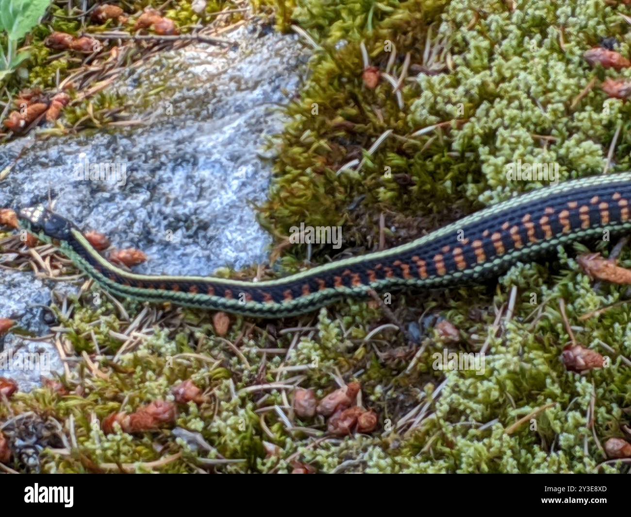 Common Garter Snake (Thamnophis sirtalis) Reptilia Stock Photo - Alamy