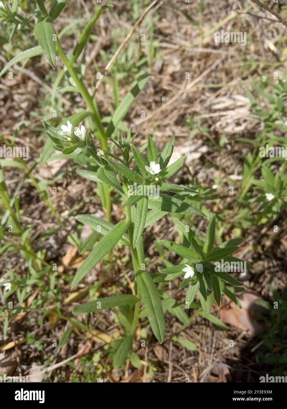 corn gromwell (Buglossoides arvensis) Plantae Stock Photo - Alamy