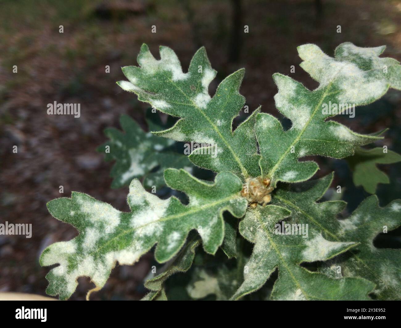 downy oak (Quercus pubescens) Plantae Stock Photo - Alamy