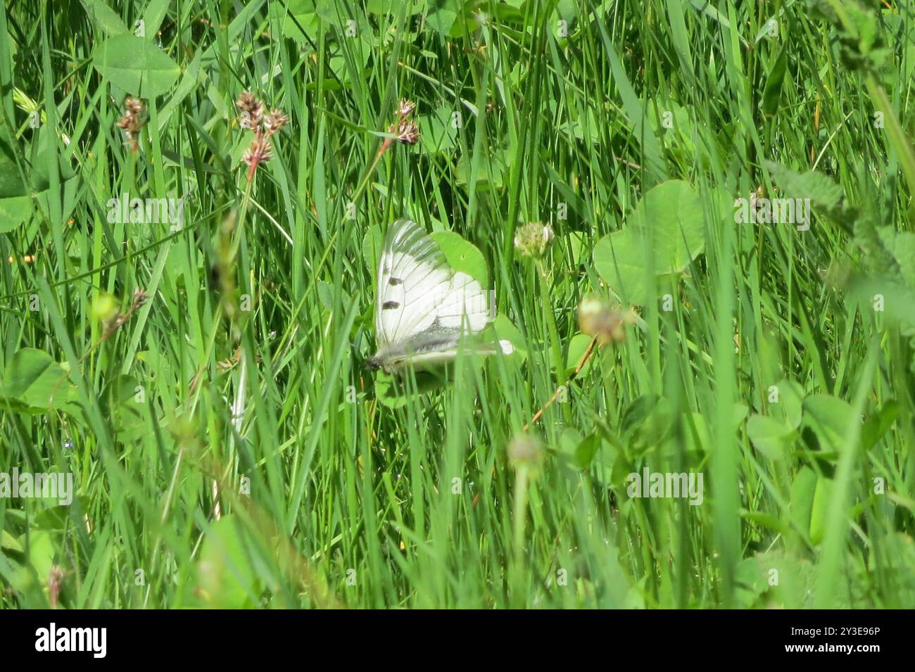 Clouded Apollo (Parnassius mnemosyne) Insecta Stock Photo - Alamy