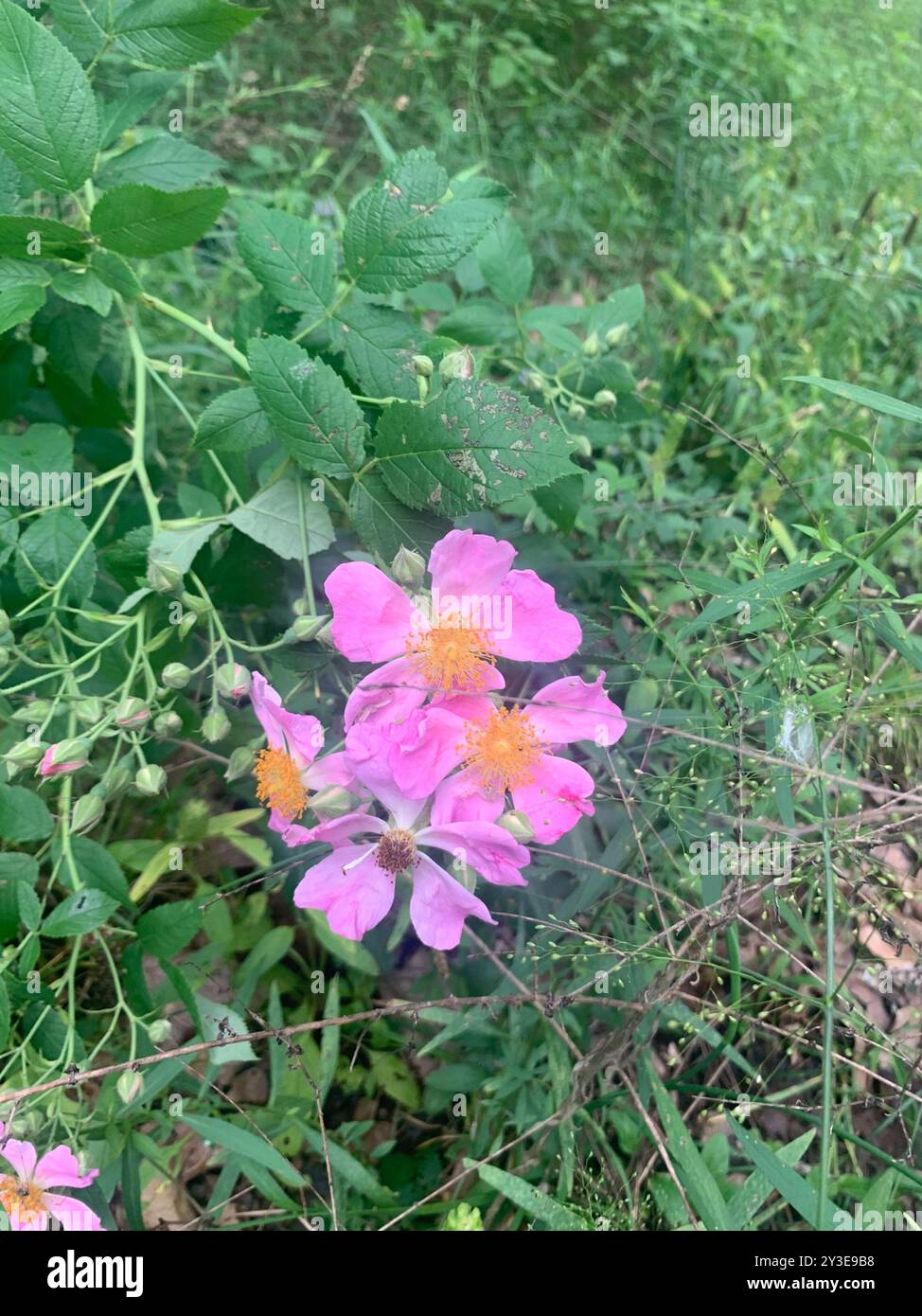 climbing prairie rose (Rosa setigera) Plantae Stock Photo - Alamy