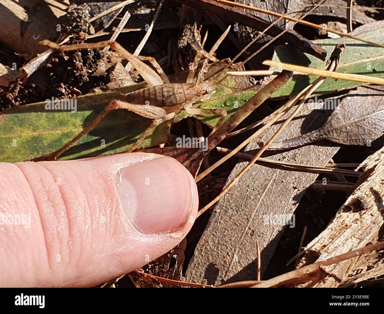Camel Crickets, Cave Crickets, and Cave Wēta (Rhaphidophoridae) Insecta ...