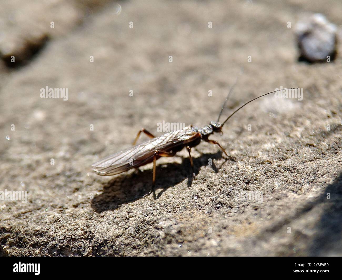 Forestflies (Nemouridae) Insecta Stock Photo - Alamy