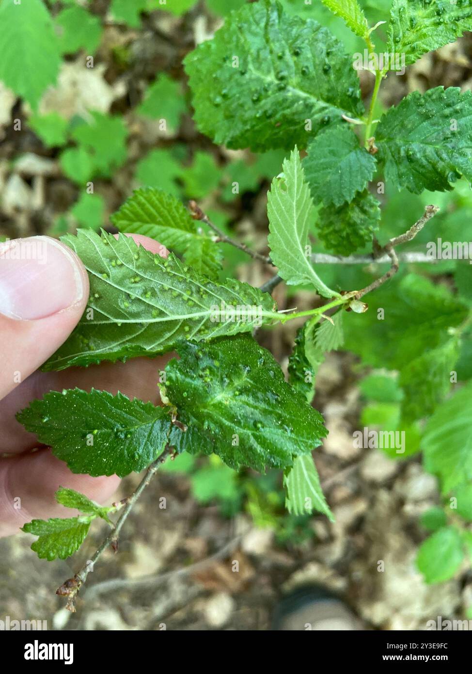 Elm Leaf Gall Mite (Aceria campestricola) Arachnida Stock Photo - Alamy