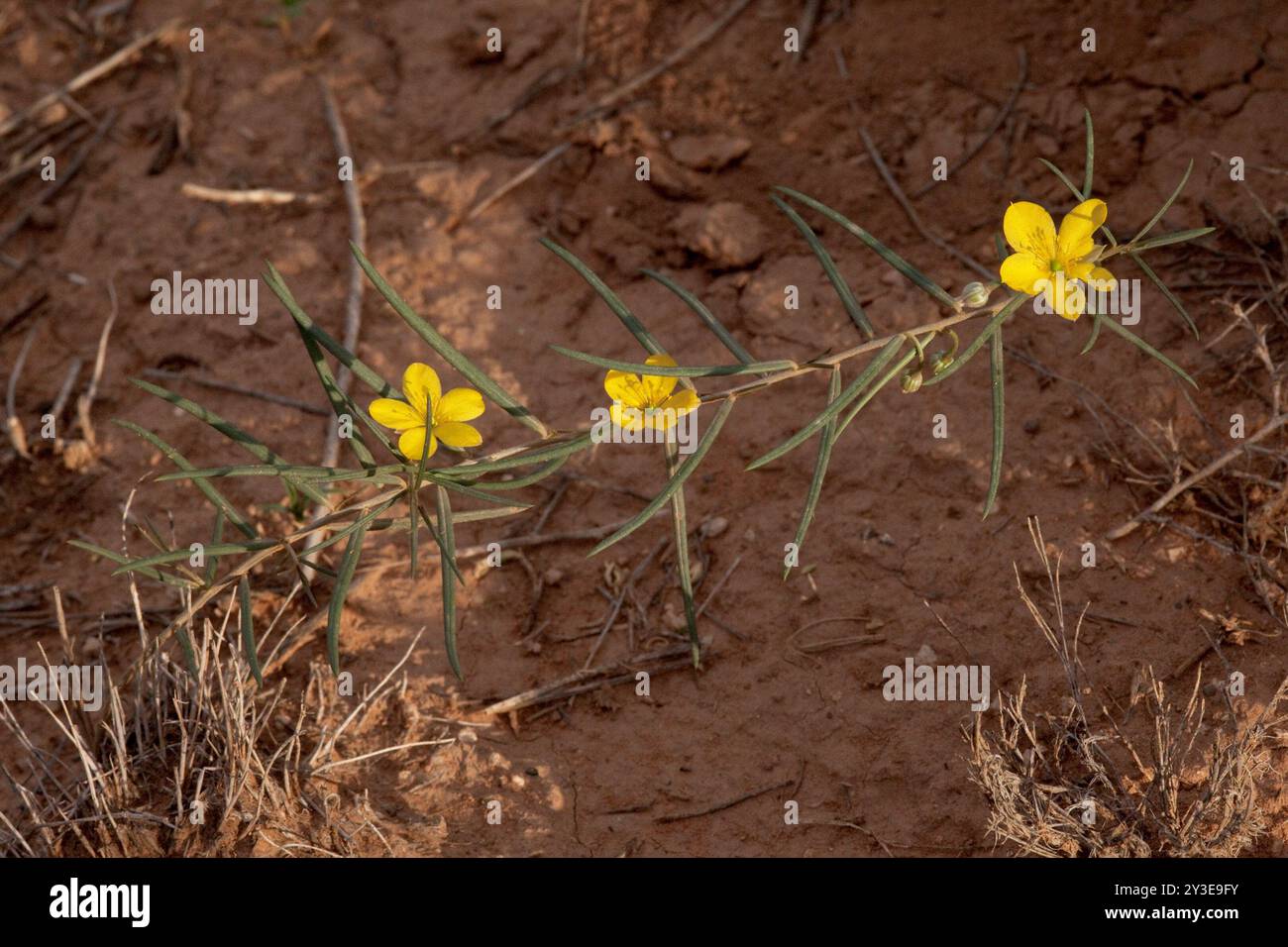 Yellow Flameflower (Talinum polygaloides) Plantae Stock Photo - Alamy
