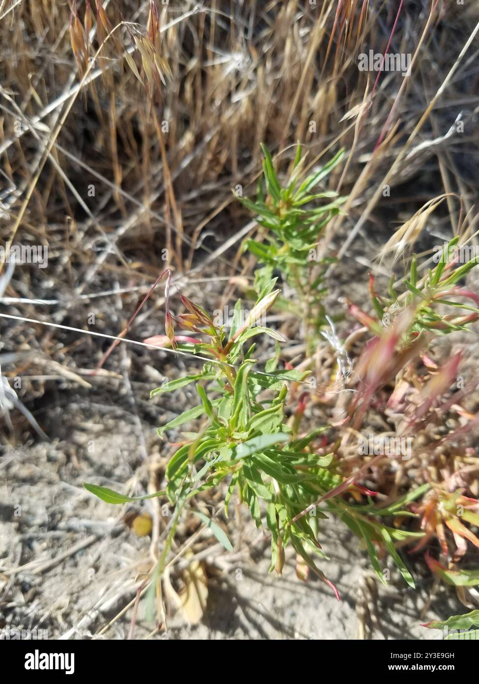 Pale Evening Primrose (Oenothera pallida) Plantae Stock Photo - Alamy
