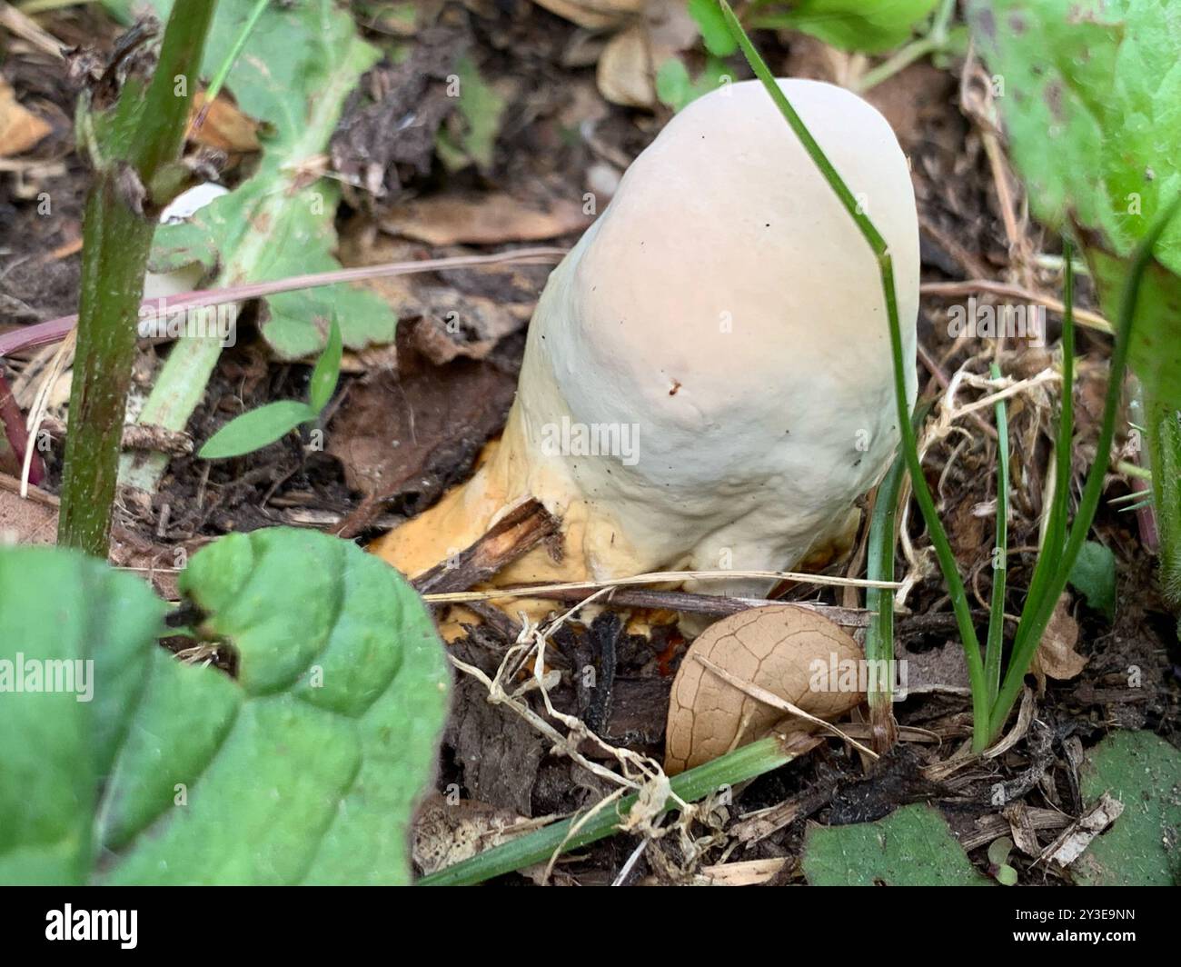 Amanita mold hi-res stock photography and images - Alamy
