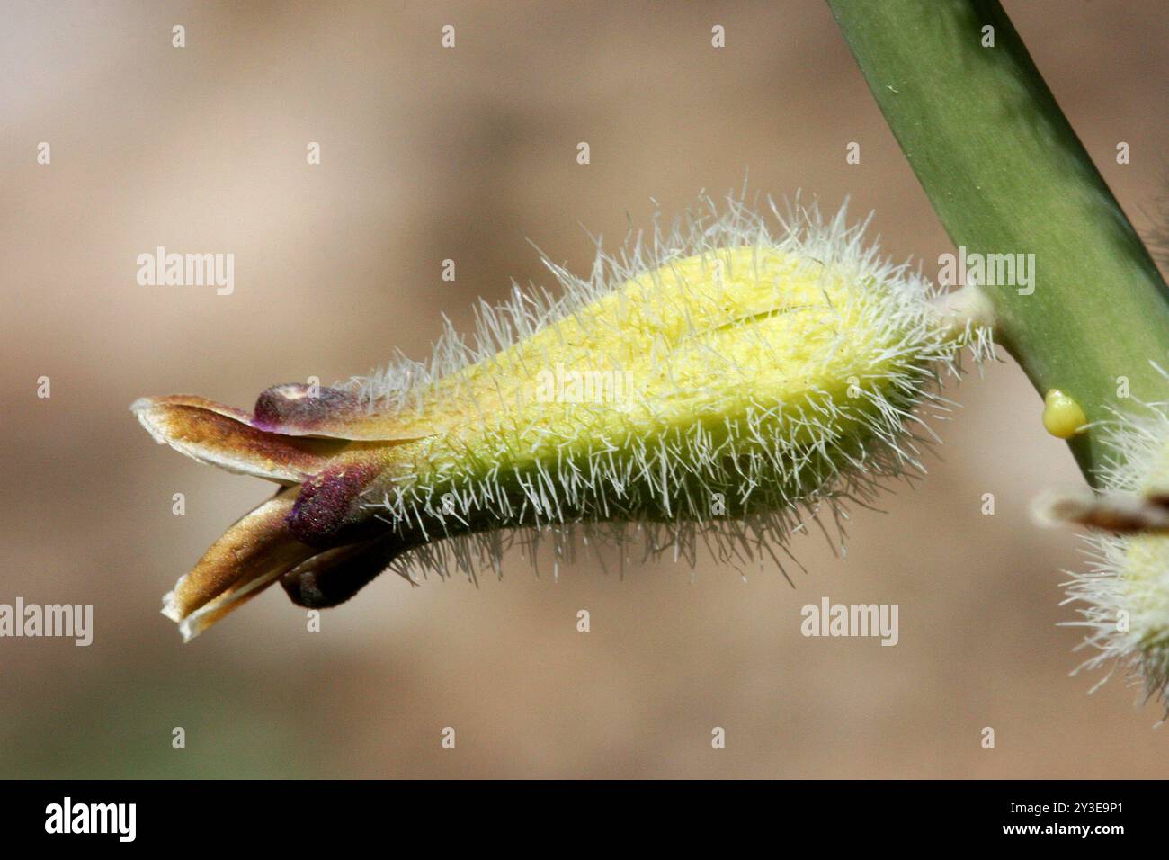 thick-stem wild cabbage (Caulanthus crassicaulis) Plantae Stock Photo ...