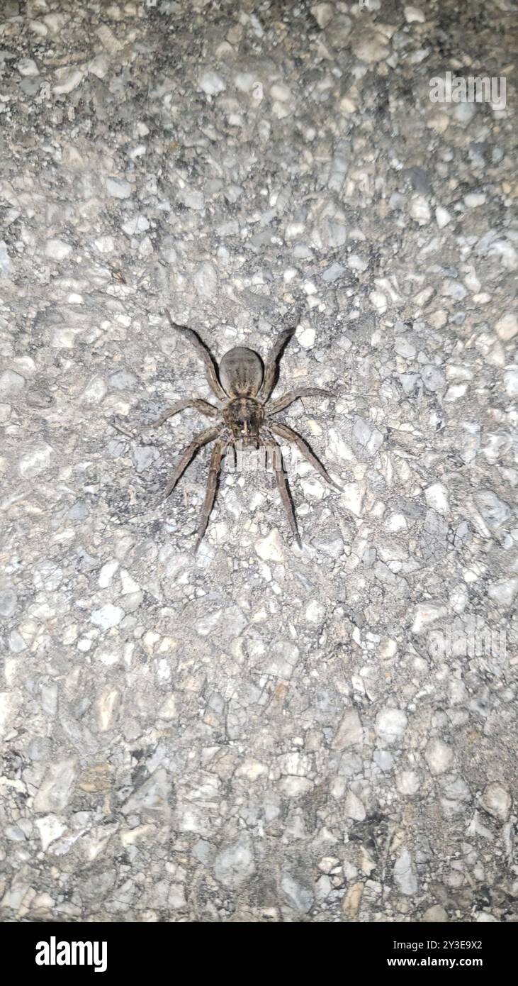 Wetland Giant Wolf Spider (Tigrosa helluo) Arachnida Stock Photo - Alamy