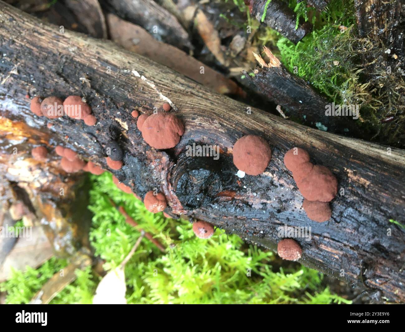 Hypoxylon howeanum hi-res stock photography and images - Alamy