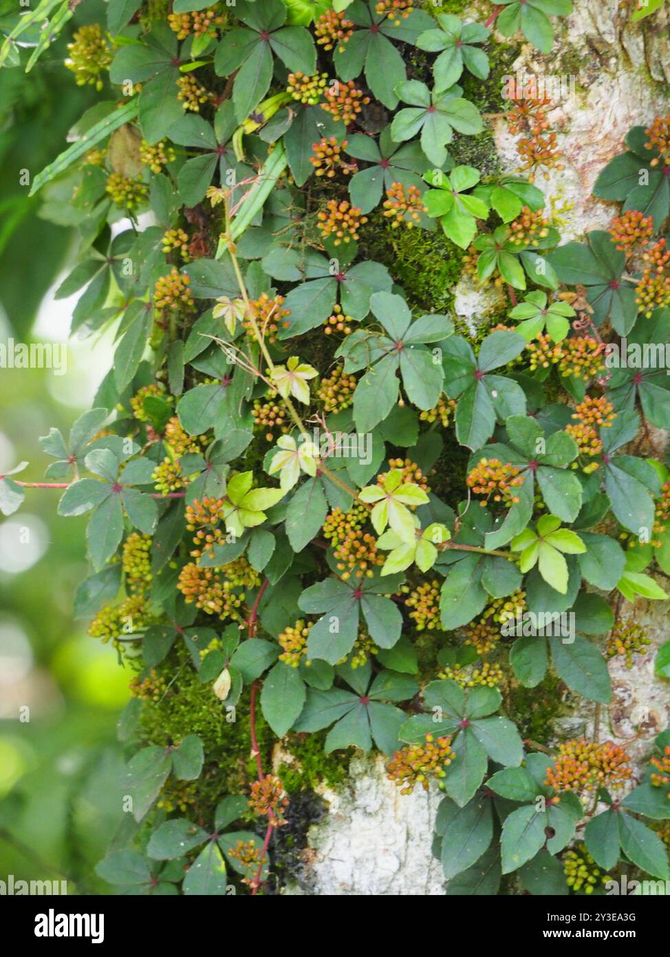 (Tetrastigma obtectum glabrum) Plantae Stock Photo - Alamy