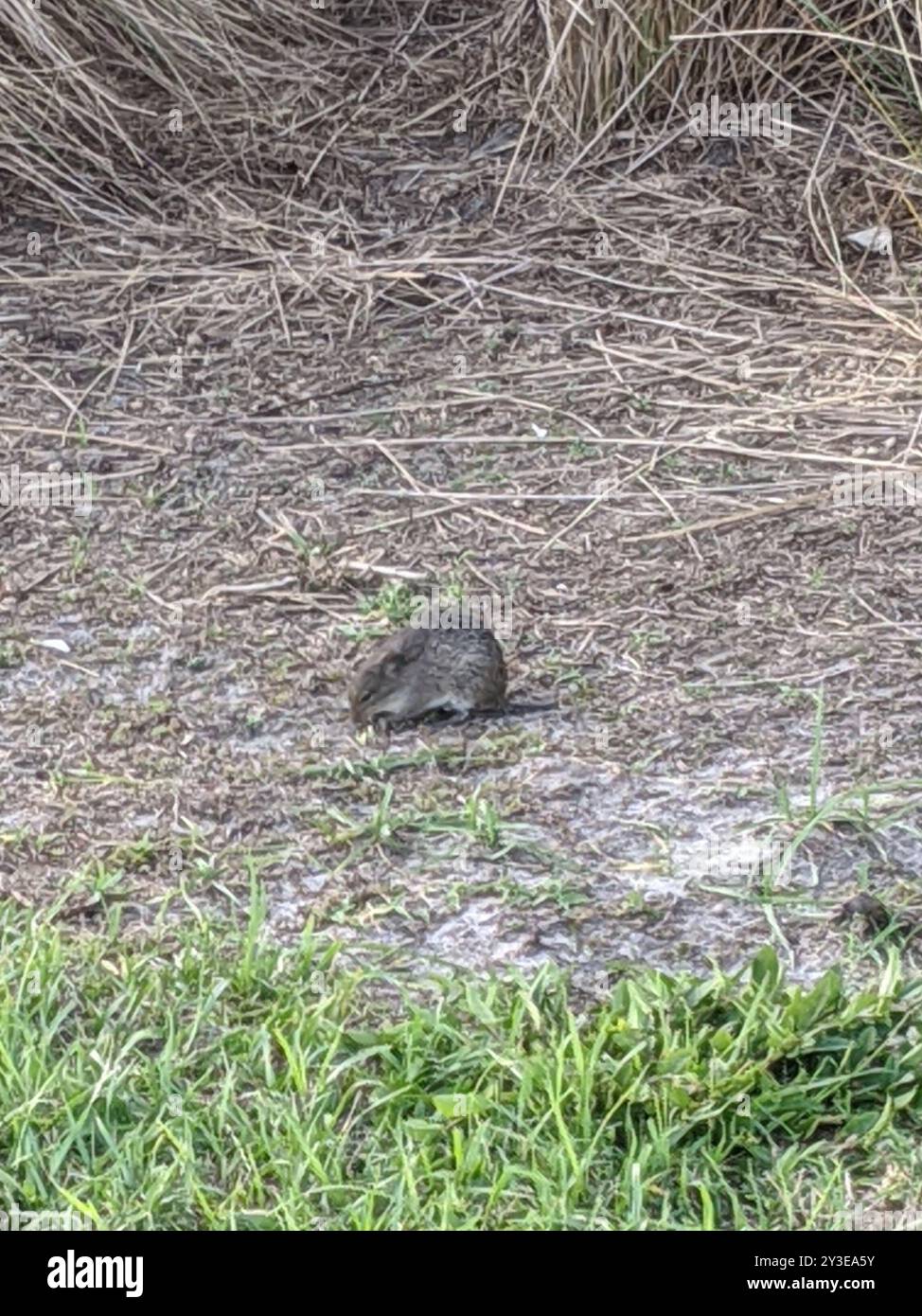 Hamsters, Voles, Lemmings, and Allies (Cricetidae) Mammalia Stock Photo ...