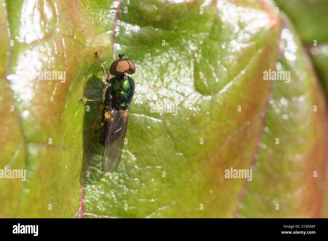Black-horned Gem Fly (Microchrysa polita) Insecta Stock Photo - Alamy
