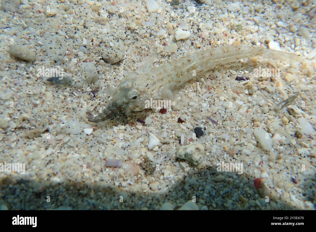 Cocos Frillgoby (Bathygobius cocosensis) Actinopterygii Stock Photo - Alamy
