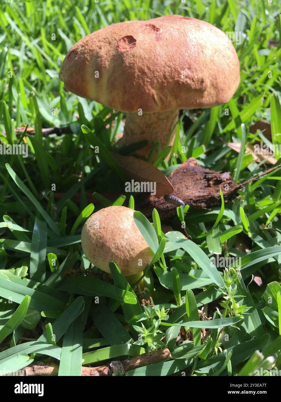 boletes (Boletaceae) Fungi Stock Photo - Alamy