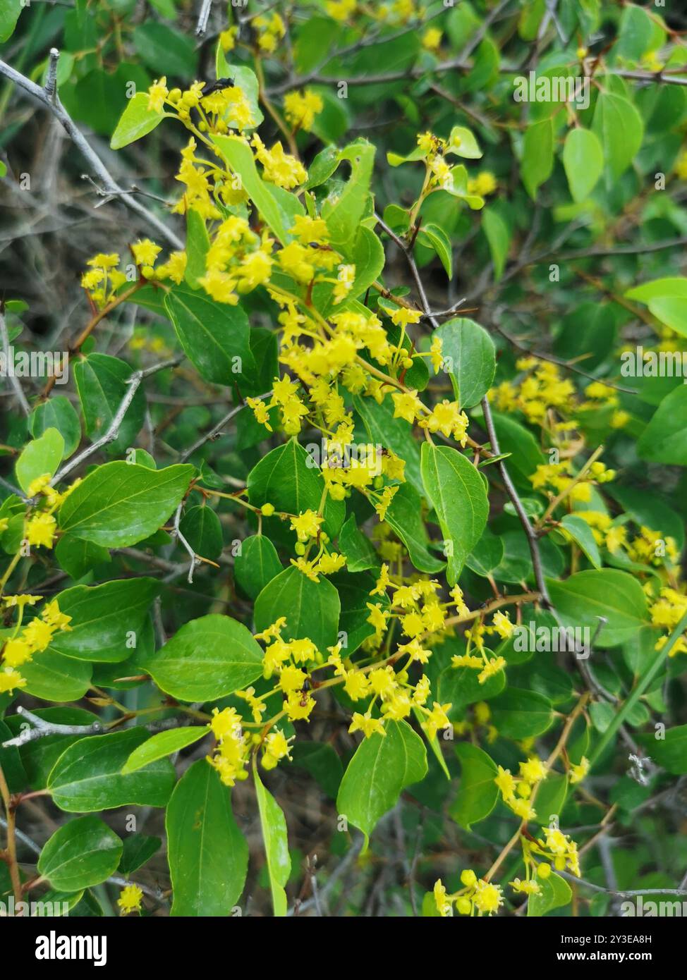 Jerusalem Thorn (Paliurus spina-christi) Plantae Stock Photo - Alamy