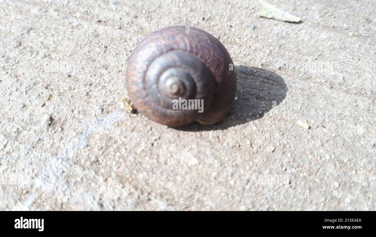 Cumberland plain land snail (Sauroconcha corneovirens) Mollusca Stock ...