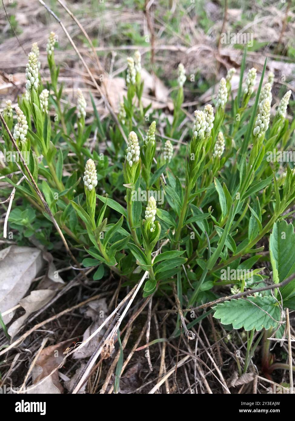 Seneca snakeroot (Senega officinalis) Plantae Stock Photo - Alamy