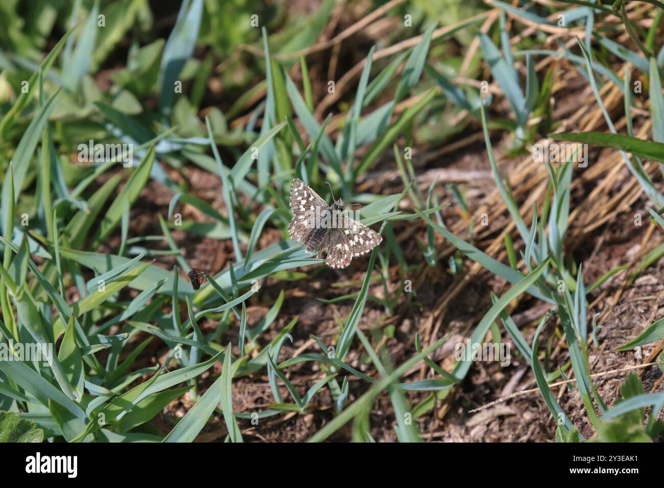 Southern Grizzled Skipper - Pyrgus malvoides Stock Photo - Alamy