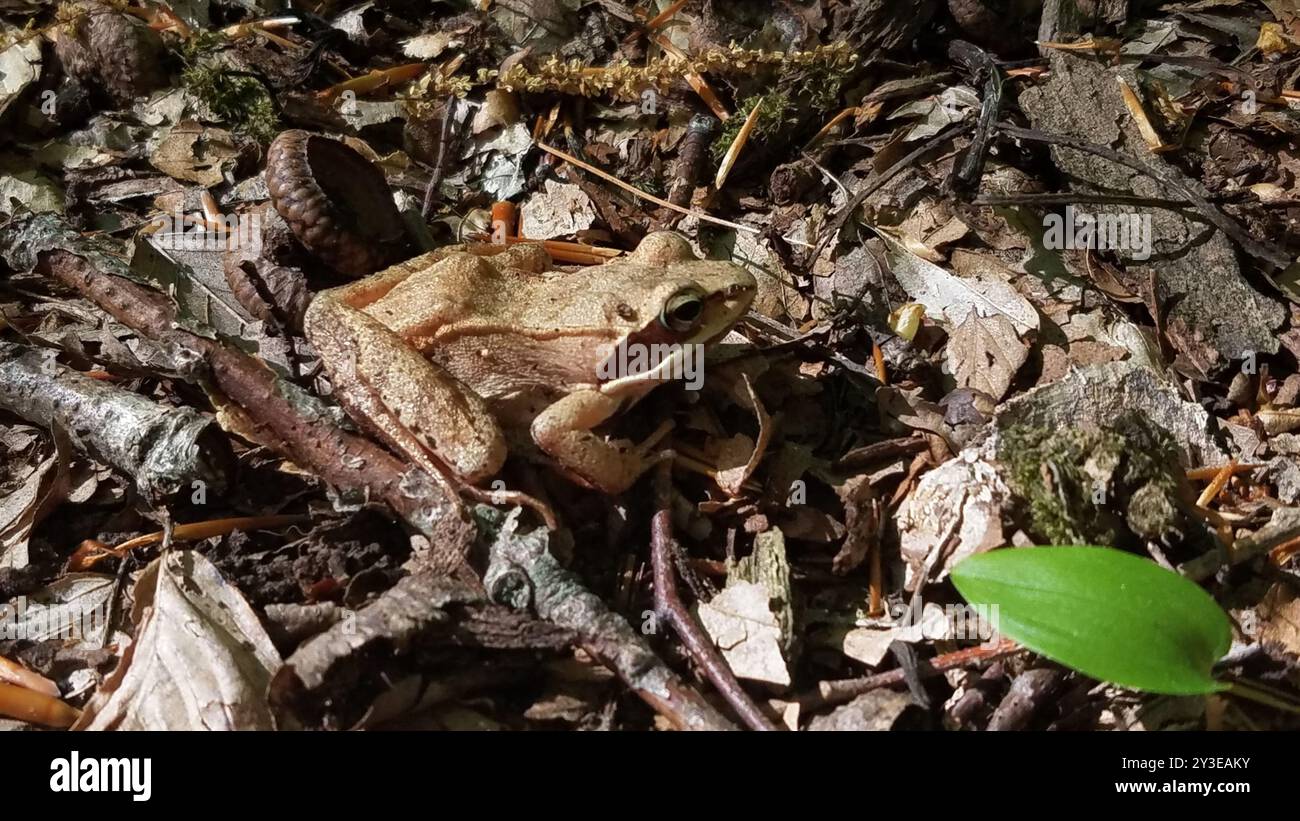 Wood Frog (Lithobates sylvaticus) Amphibia Stock Photo - Alamy
