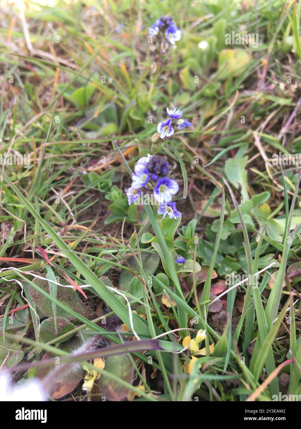 Bright blue speedwell (Veronica serpyllifolia humifusa) Plantae Stock ...