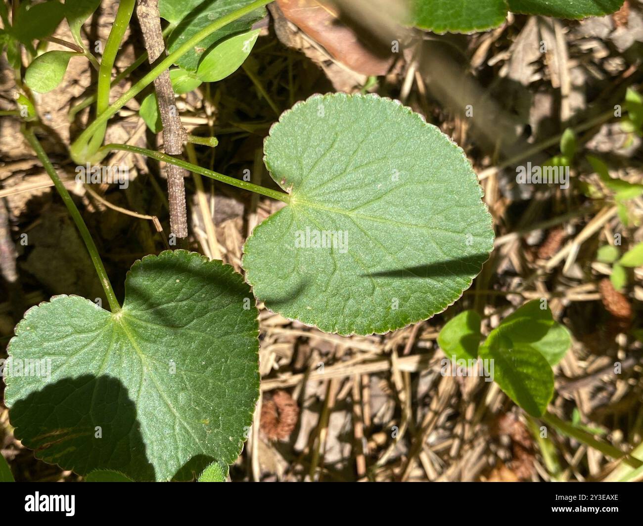 purple meadow-parsnip (Thaspium trifoliatum trifoliatum) Plantae Stock ...