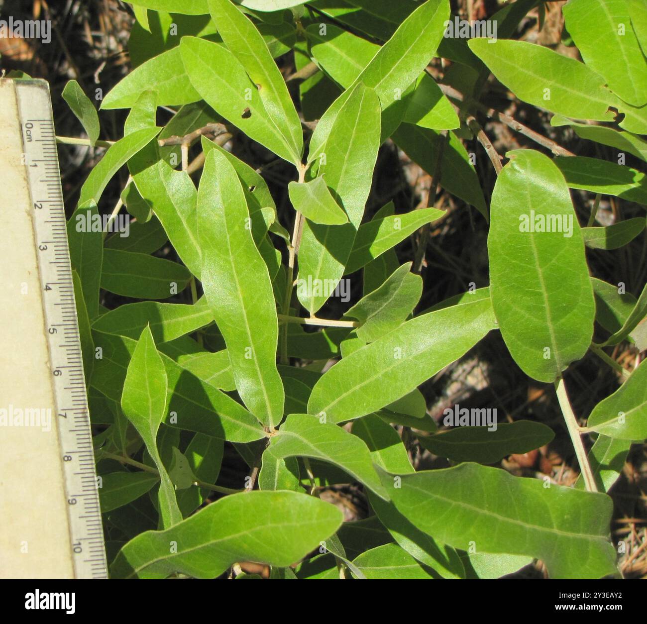 bluejack oak (Quercus incana) Plantae Stock Photo - Alamy