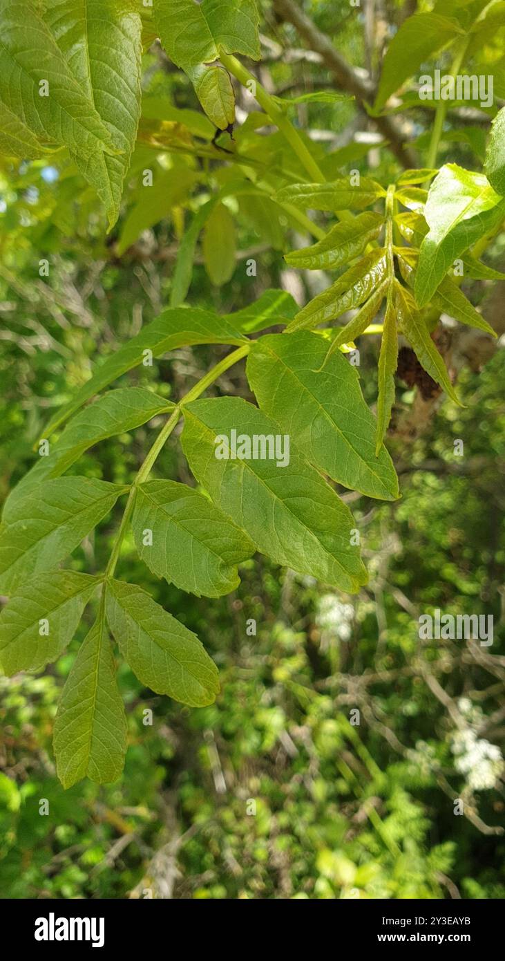 European ash (Fraxinus excelsior) Plantae Stock Photo - Alamy