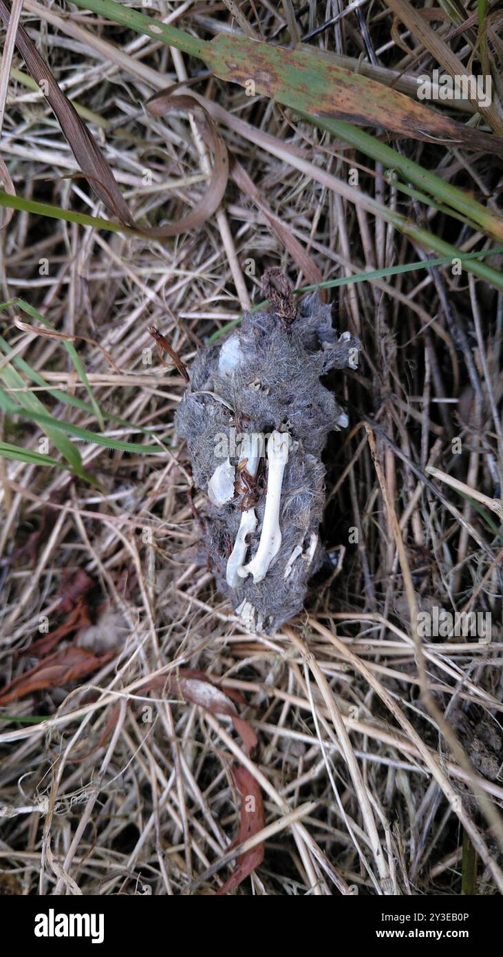 Rodents (Rodentia) Mammalia Stock Photo - Alamy