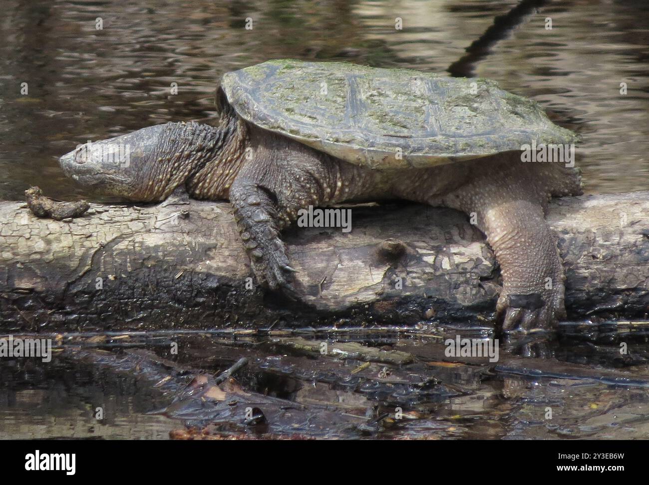 Common Snapping Turtle (Chelydra serpentina) Reptilia Stock Photo - Alamy